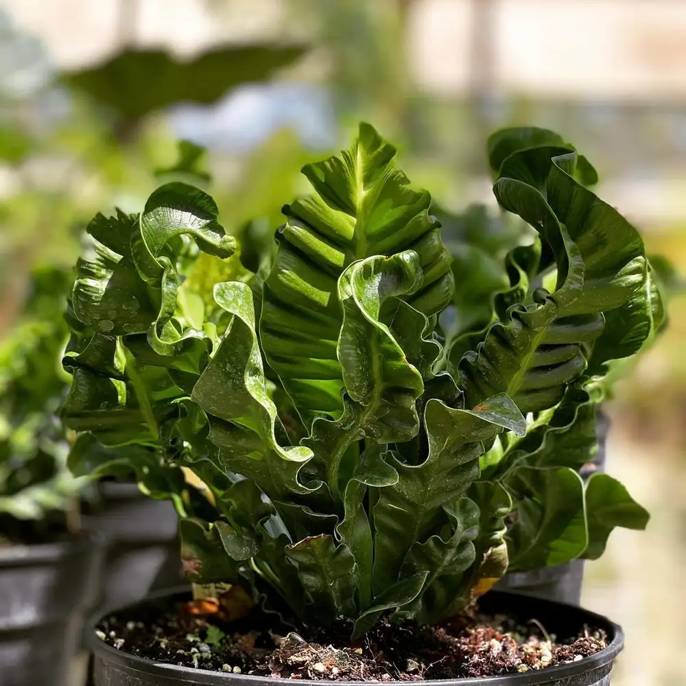 Discover the Beauty of Bird's Nest Fern - Faizan Farms