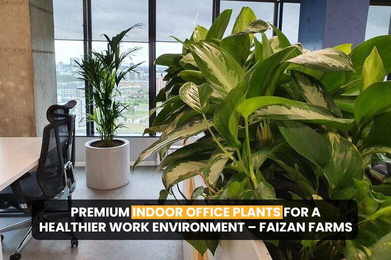 Premium Indoor Office Plants for a Healthier Work Environment – Faizan ...